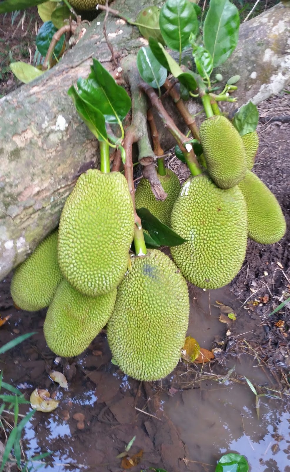 Warisan Petani: Putik Nangka