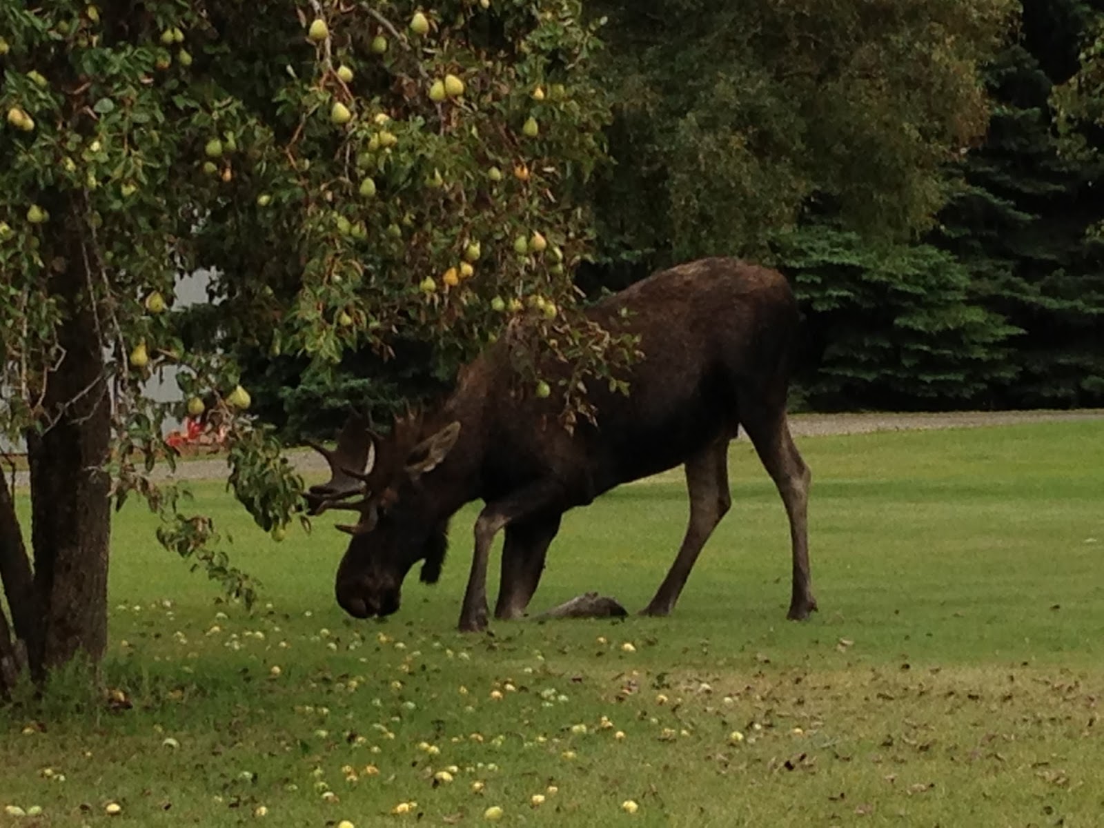Say That Again...: The Moose and the Apple Tree