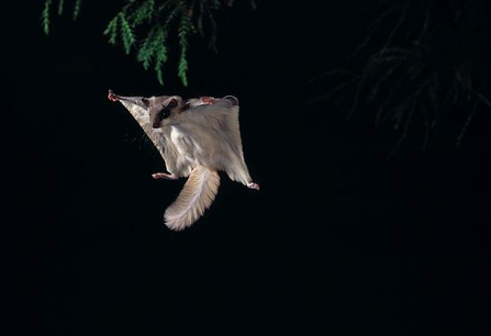 EBL: Northern Flying Tree Squirrel