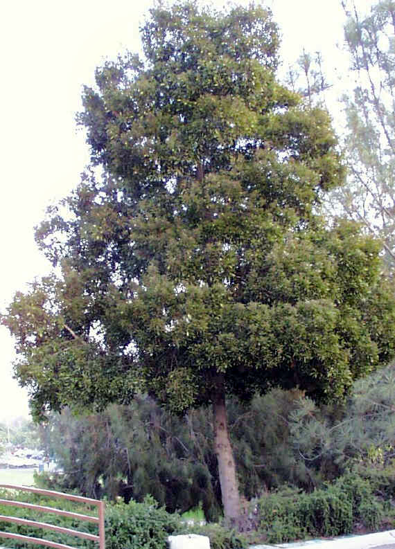Tarım Siteniz: Akasya Ağaçları (Acacia Trees)