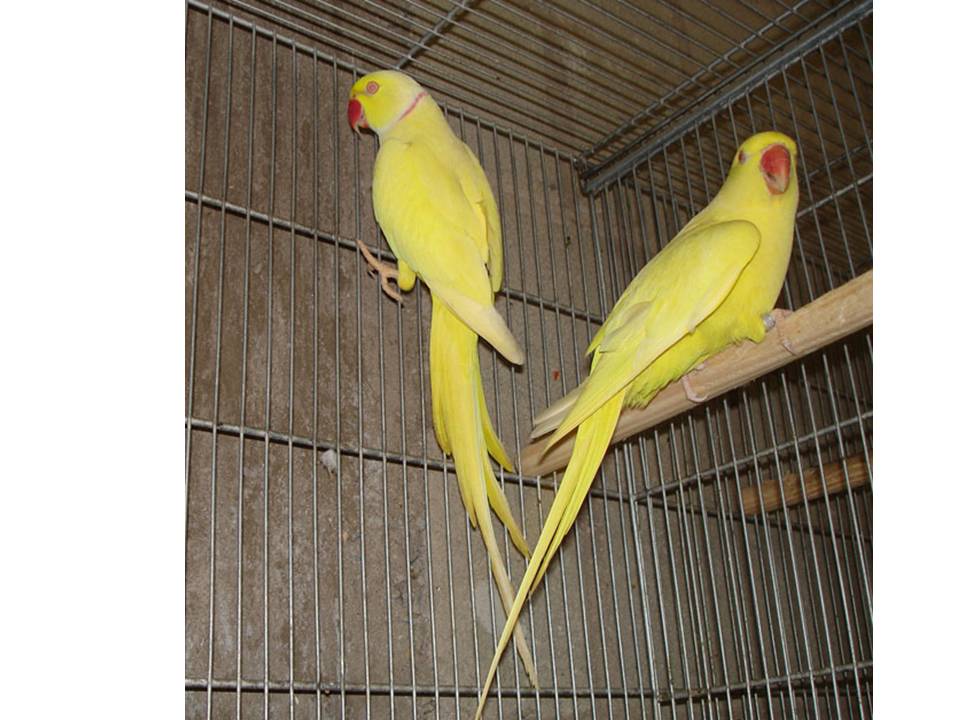 Amadora de Pássaros: Ringneck