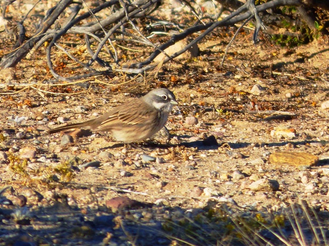Geotripper's California Birds: Bird of the Day: Sagebrush Sparrow in ...