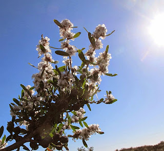 Esperance Wildflowers: Agonis baxteri