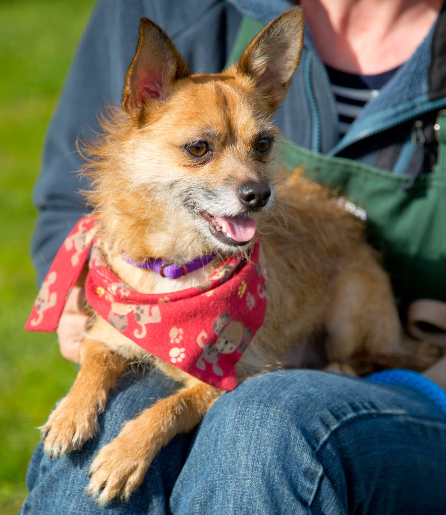 Shelter Dogs of Portland: "SPUNKY" fun little terrier boy