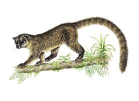 Compañeros de viaje: Olingo de Beddard (Bassaricyon beddardii)