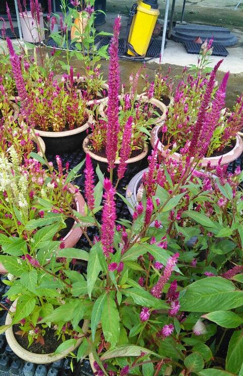 Trigona Bistari: Tentang Lebah Kelulut