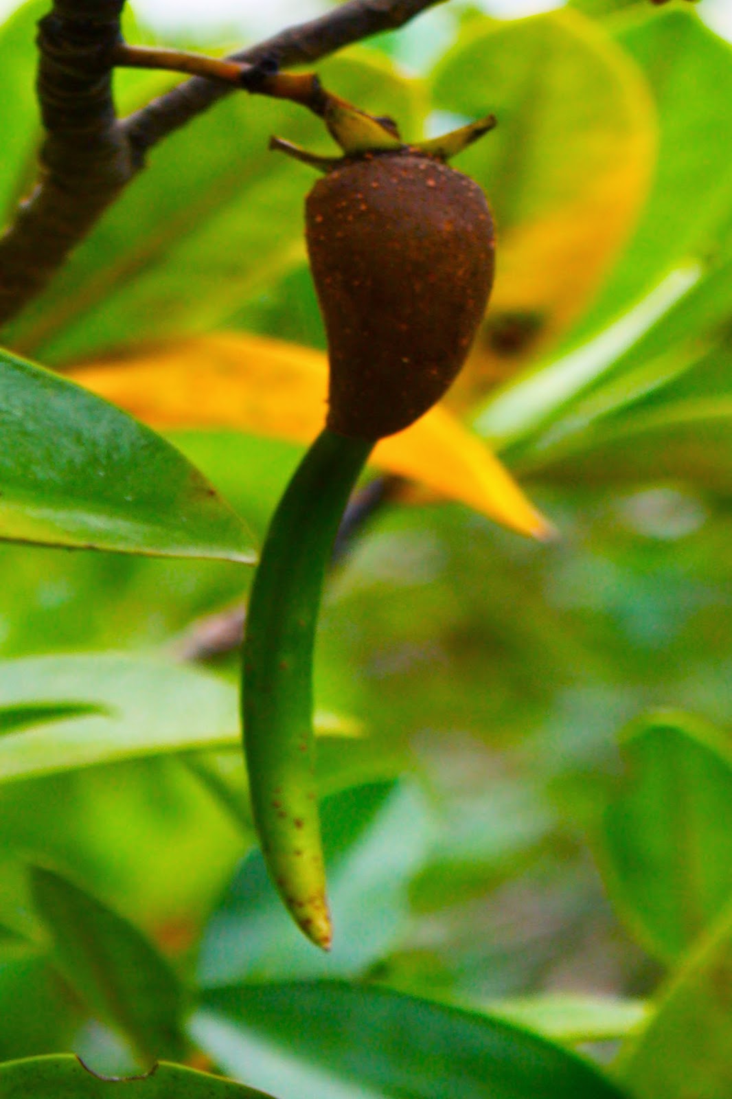 Koopman's Botanica: Rhizophora mangle – Rode Mangrove