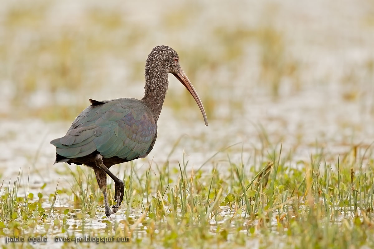 mis fotos de aves: Plegadis ridgwayi Cuervillo Puneño Puna Ibis