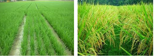 Mengenal macam-macam pola tanam dalam bercocok tanam padi - kliktani.com