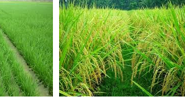 Mengenal macam-macam pola tanam dalam bercocok tanam padi - kliktani.com