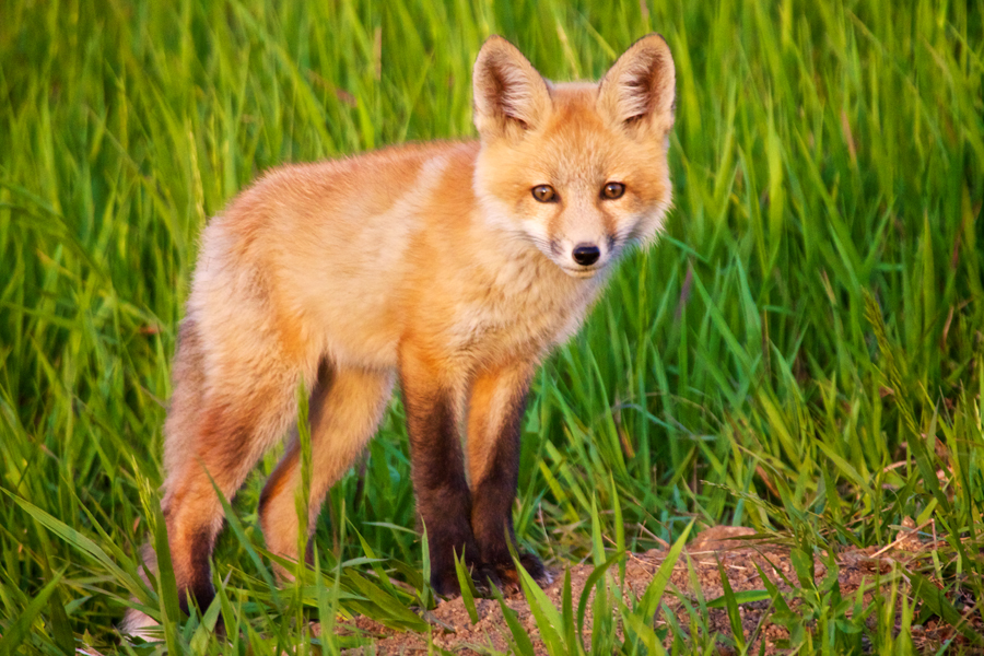 Christian Begeman: A Cute Little Fox