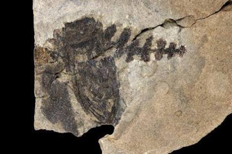 Arthropoda ~ Dunia Hewan