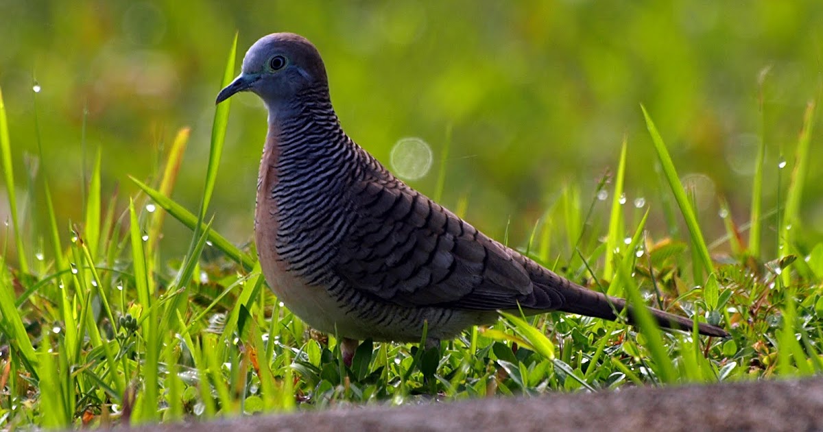 Ciri-Ciri perlu dititik berat untuk memilih Merbuk Kampung - Budgie Bird