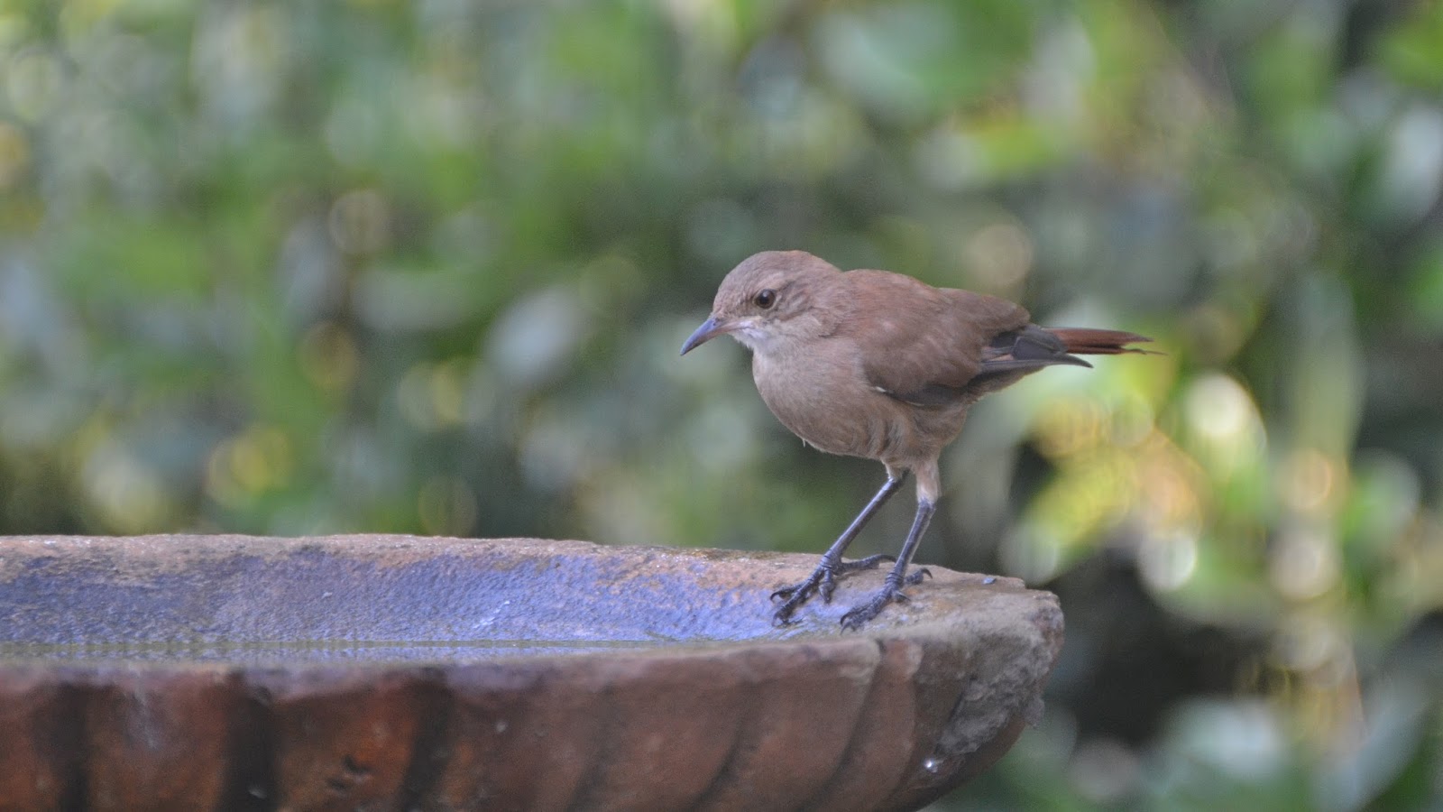 Aves de La Floresta: Hornero