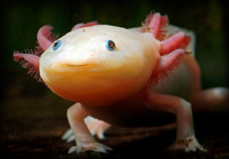 LITERATURA UNIVERSAL: JULIO CORTÁZAR, AXOLOTL