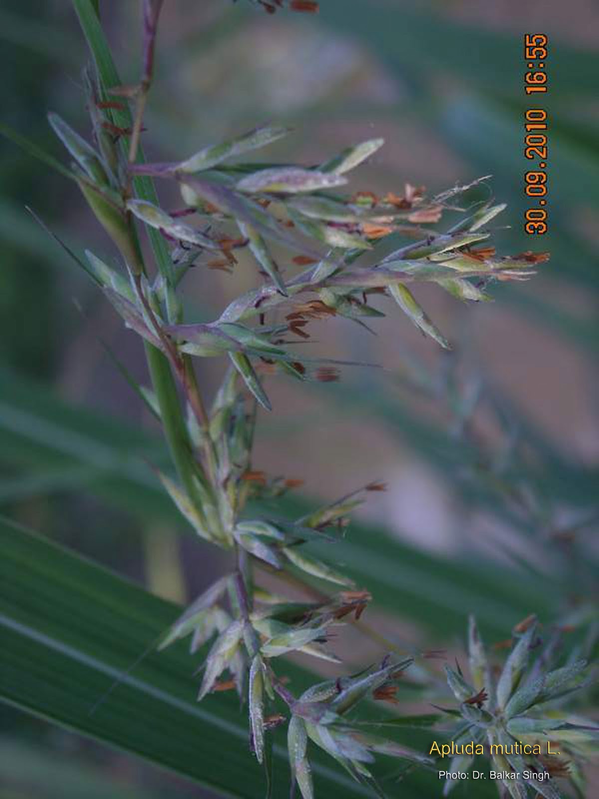 Medicinal Plants: Apluda mutica, Mauritian grass, Akku hullu, Phulera