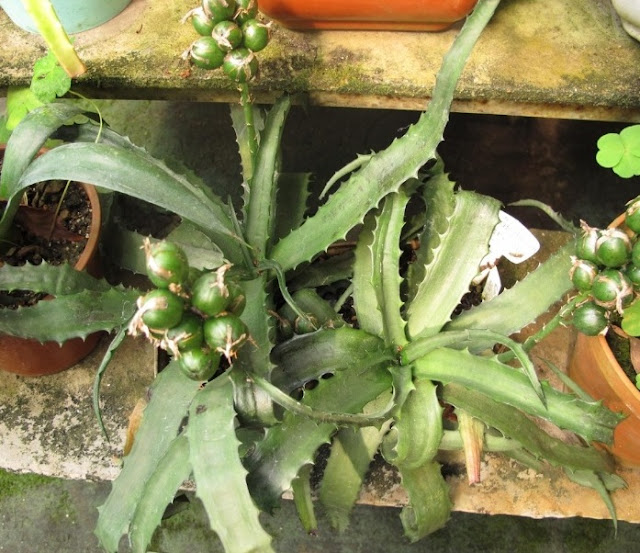 Всё о бегониях и не только...: Ломатофиллум лимонный / Алоэ лимонное ...