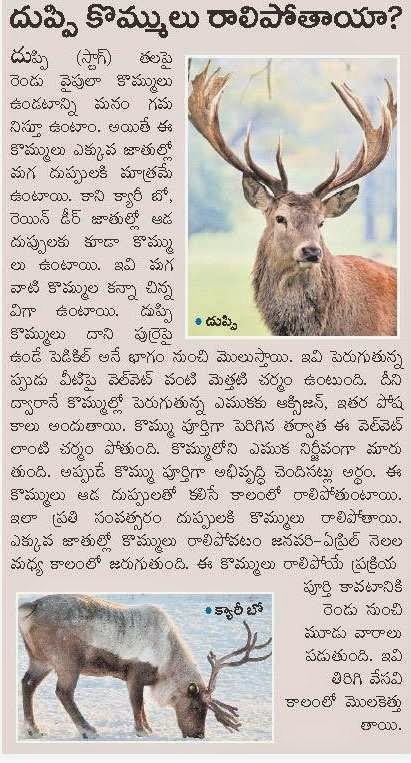 TELUGU WEB WORLD: TELUGU FACTS AND ARTICLE ABOUT DEER THRONES