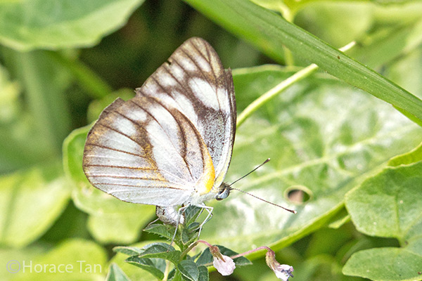 Butterflies of Singapore: Life History of the Striped Albatross