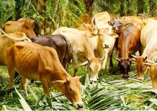 Tujuan Menternak Lembu Di Malaysia | Www.SeluasLautan.Com