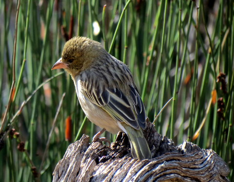 Speel-speel : muisvoël