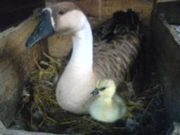 Cara Mudah Beternak Angsa, Kenali Jenis-jenisnya - Rumah Petani