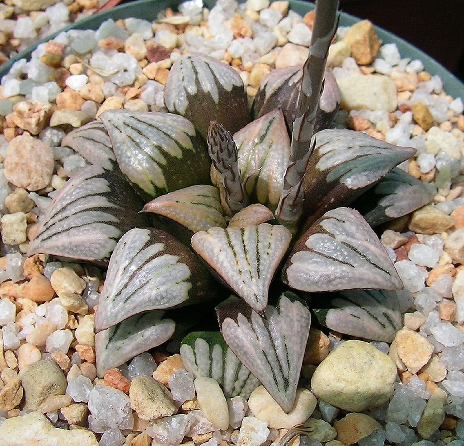 Gerhard Marx: Haworthia Hybrids