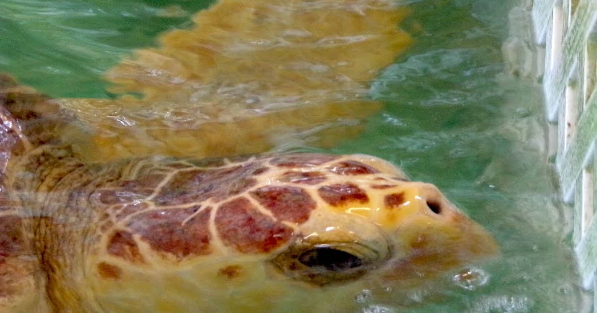 Photography - SmithPRO: Sea Turtle at the Georgia Sea Turtle Center