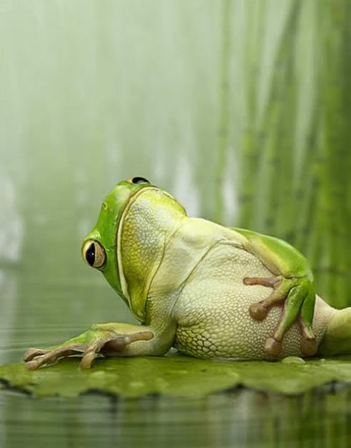 Doble Sobre Sencillo: LA RANA QUE QUERÍA SER AUTÉNTICA