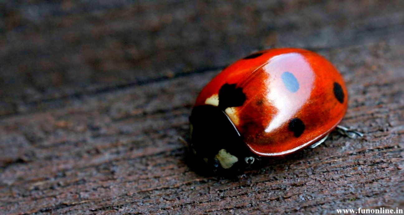 Ladybugs Hd Wallpaper | Best Wallpapers HD Gallery
