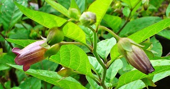 SIMPLISIA FARMAKOGNOSI LENGKAP: HERBA