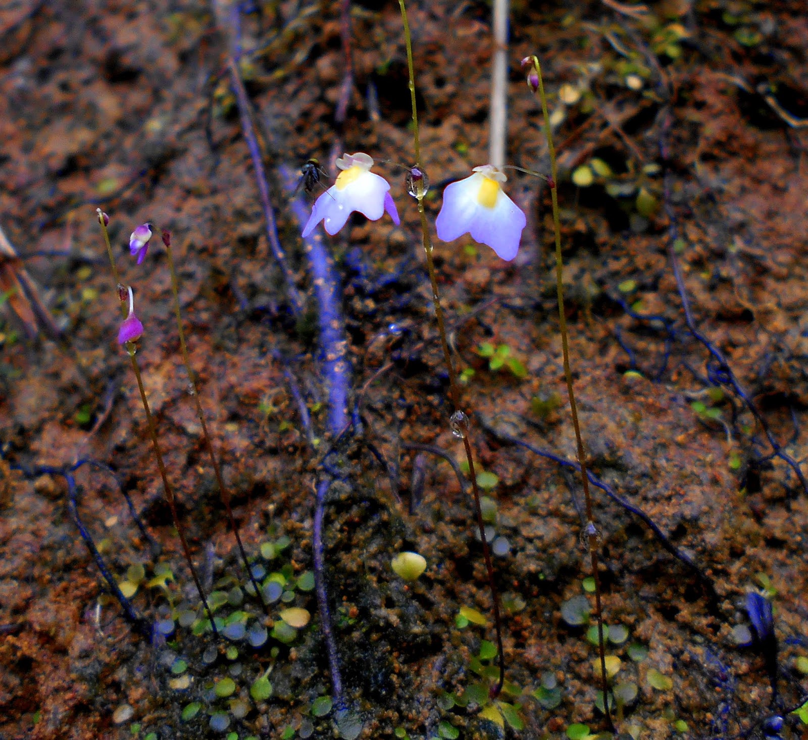 A chance encounter with Utricularia striatula