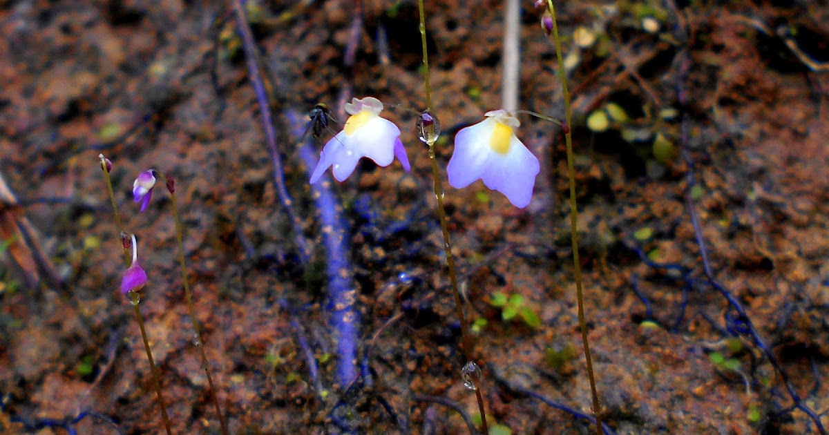 A chance encounter with Utricularia striatula