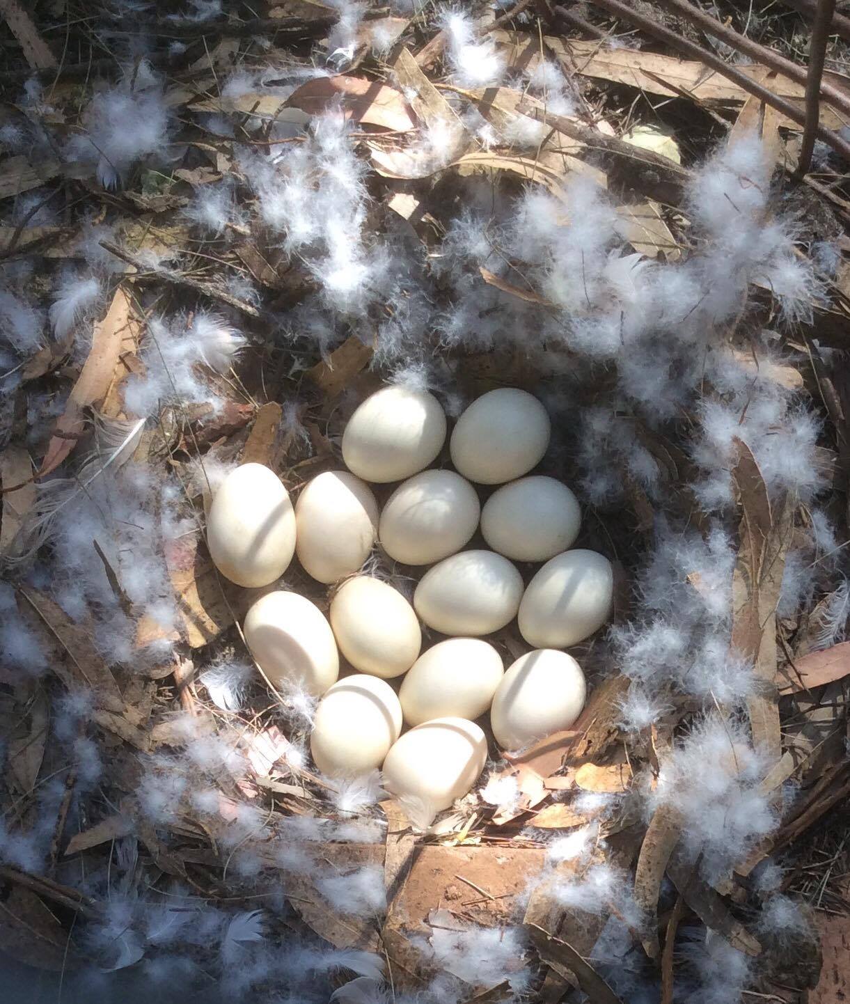 The Bluebirds are Nesting...: Feather your Nest Wednesday!