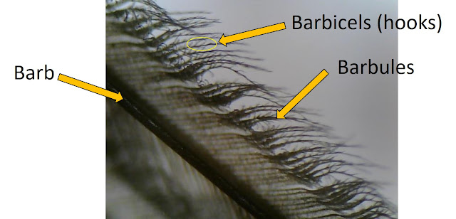 Isabella Conservation District Environmental Education Program: The ...