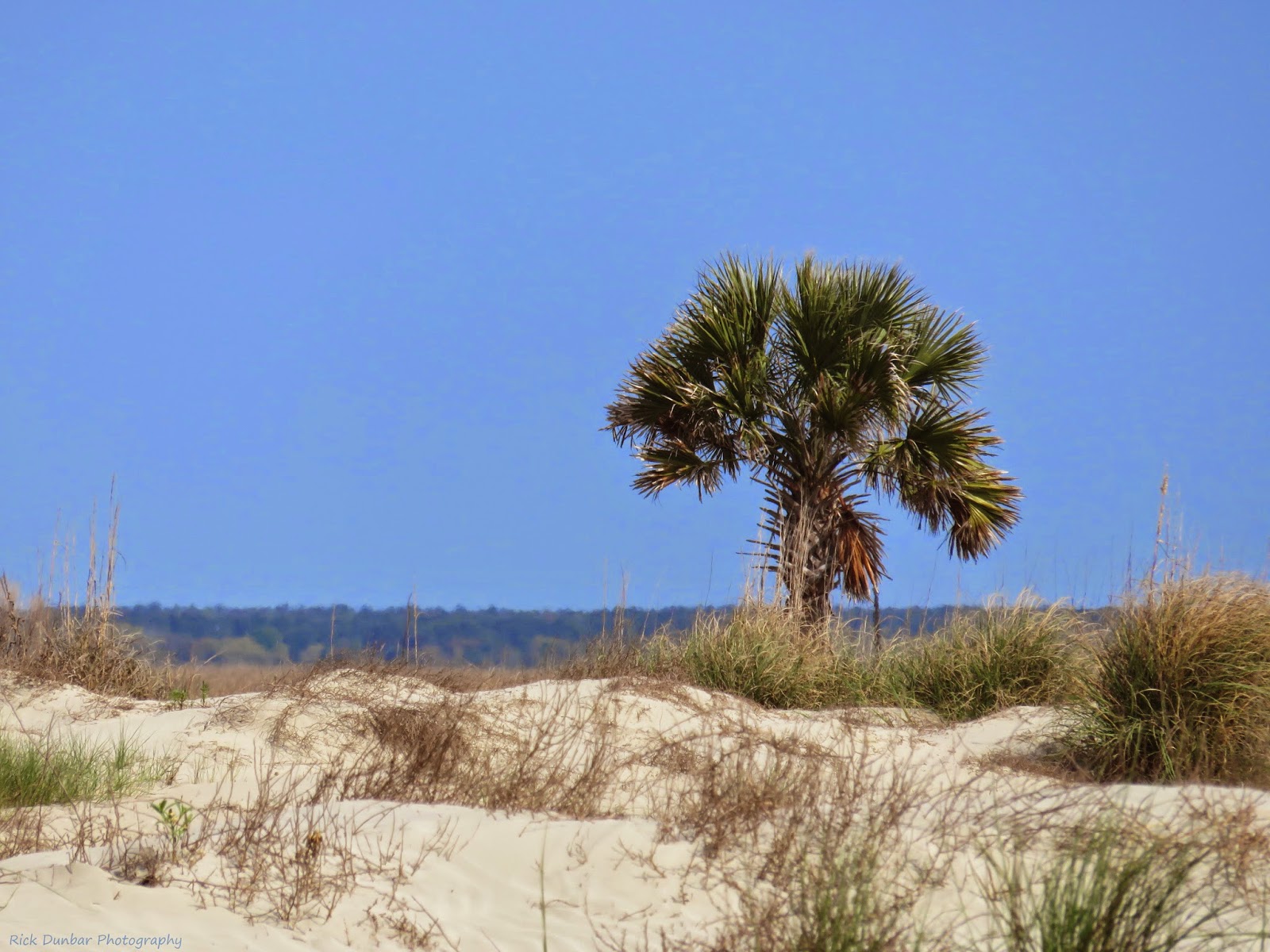 Vacation Rick: A Charleston Barrier Island Tour Highly Worth A Trip To ...