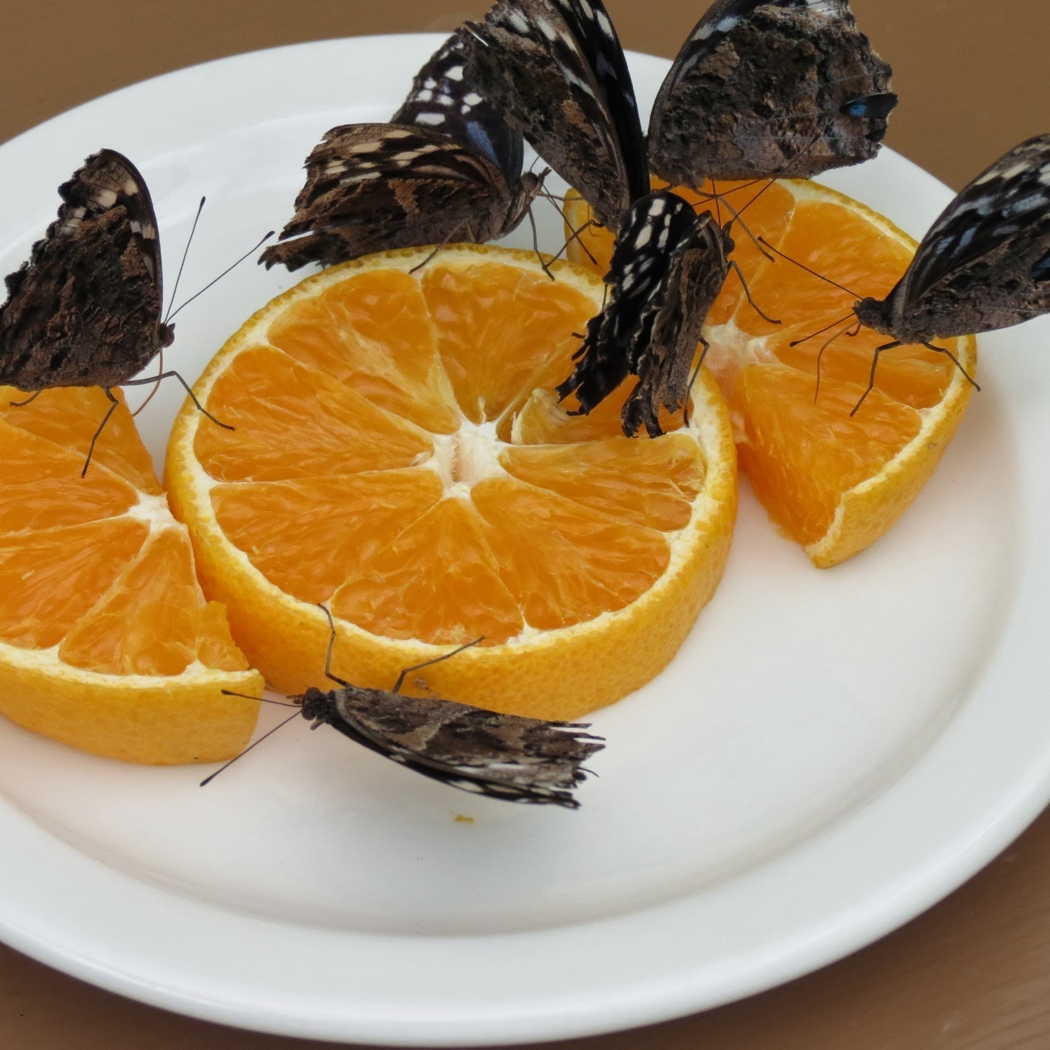 Travel New Brunswick by Motorcycle: Some time in Edmundston & the Foire ...