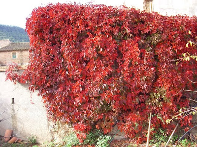 PLANTAS PARA TENER EN UNA CASA: PARRA VIRGEN