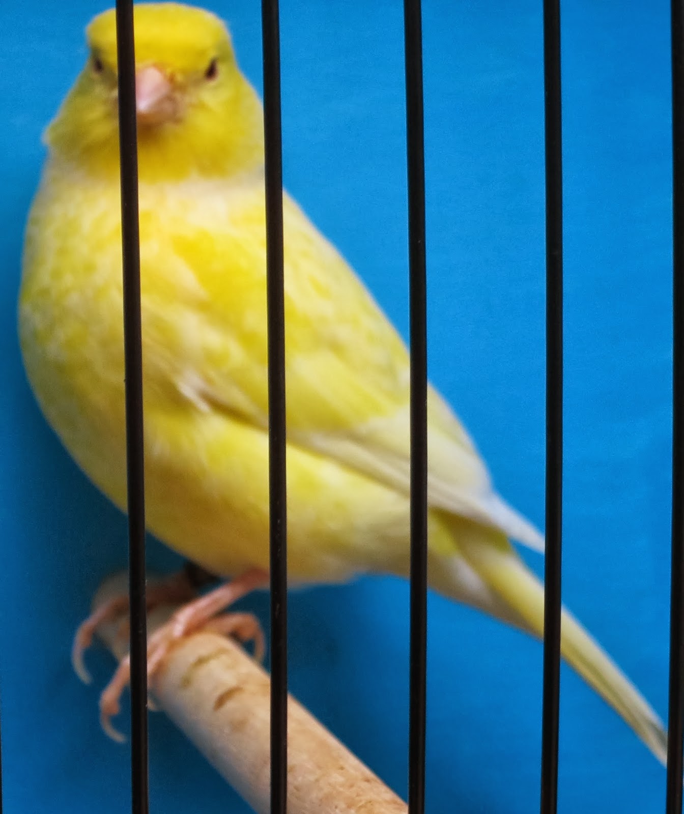 Canary Tales: Colorbred Winners San Diego Show