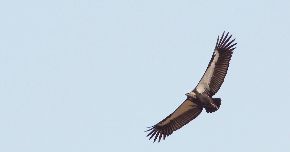 The Plight of India's Vultures