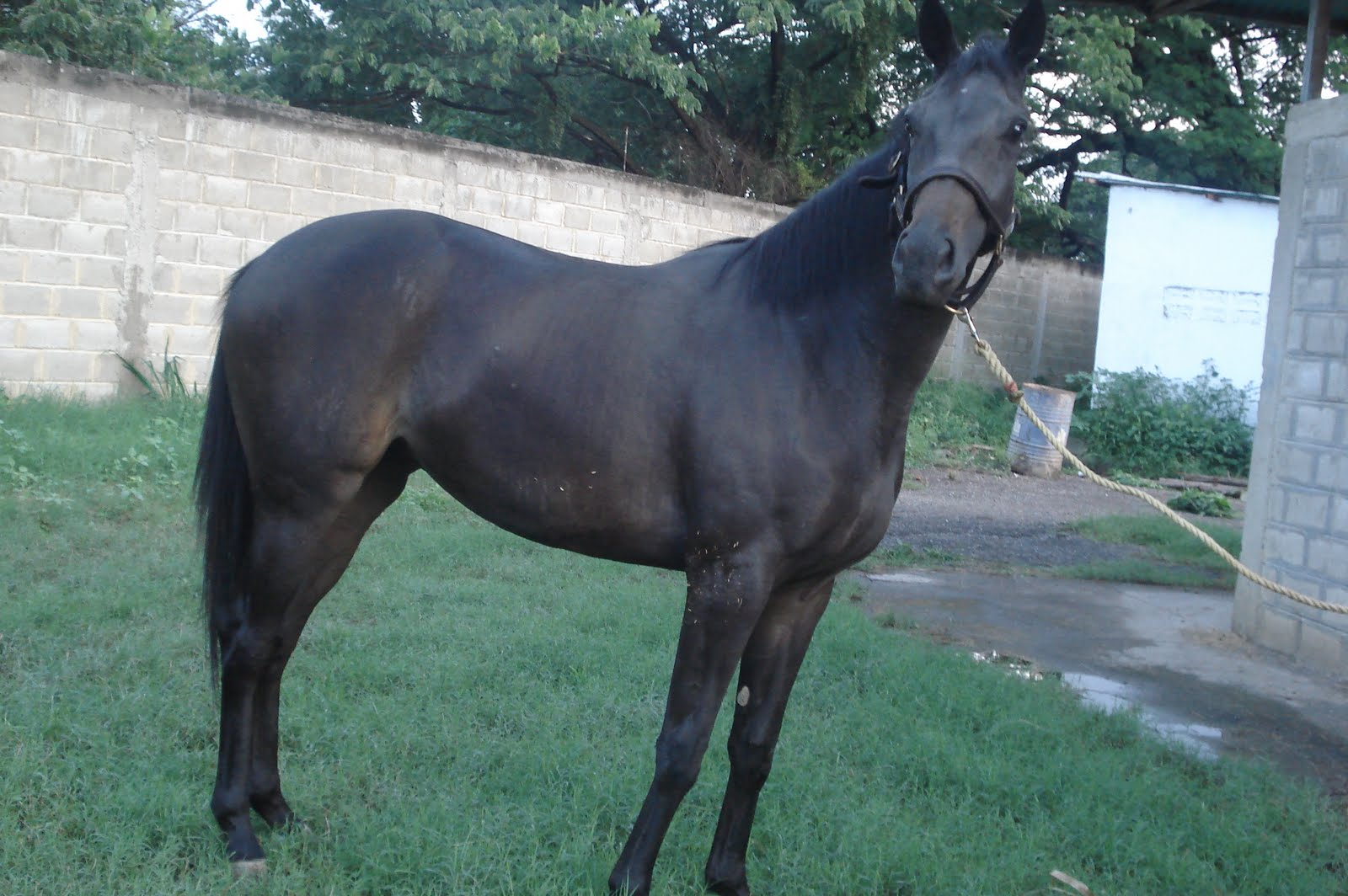 Aptitud Hípica Venezolana: POTRA DE DOS AÑOS EN VENTA