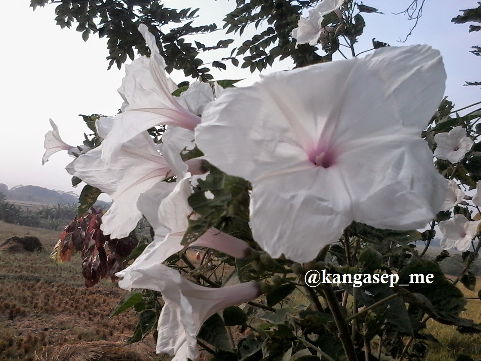 Kembang Tablo - Bunga Liar Indonesia