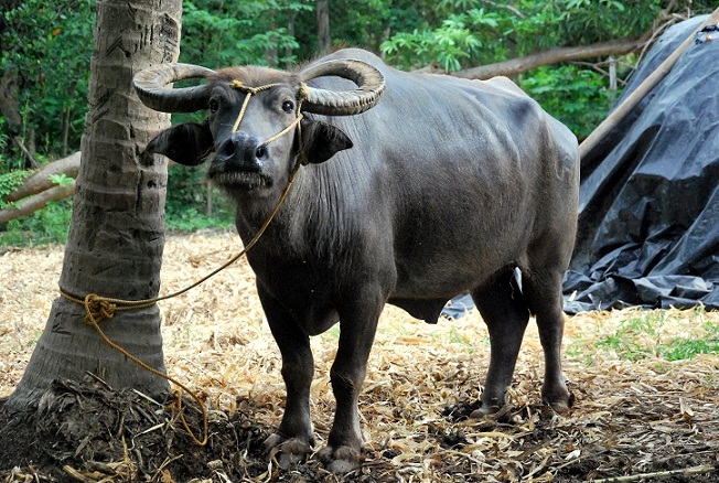 Animal Destination: Kalabaw