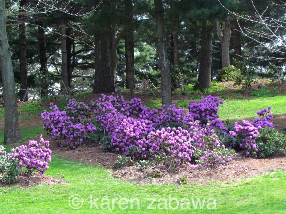 Brueckner Rhododendron Gardens: PJM Rhododendrons Blooming Now at the BRG