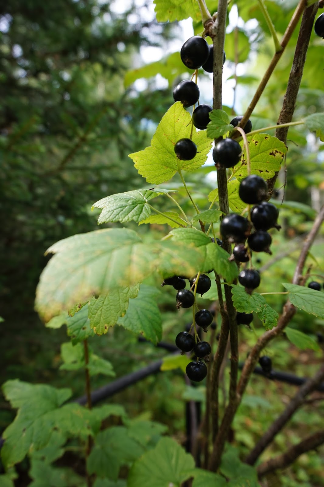 Oma tupa, tontti ja lupa: Vitamiinit pensaista