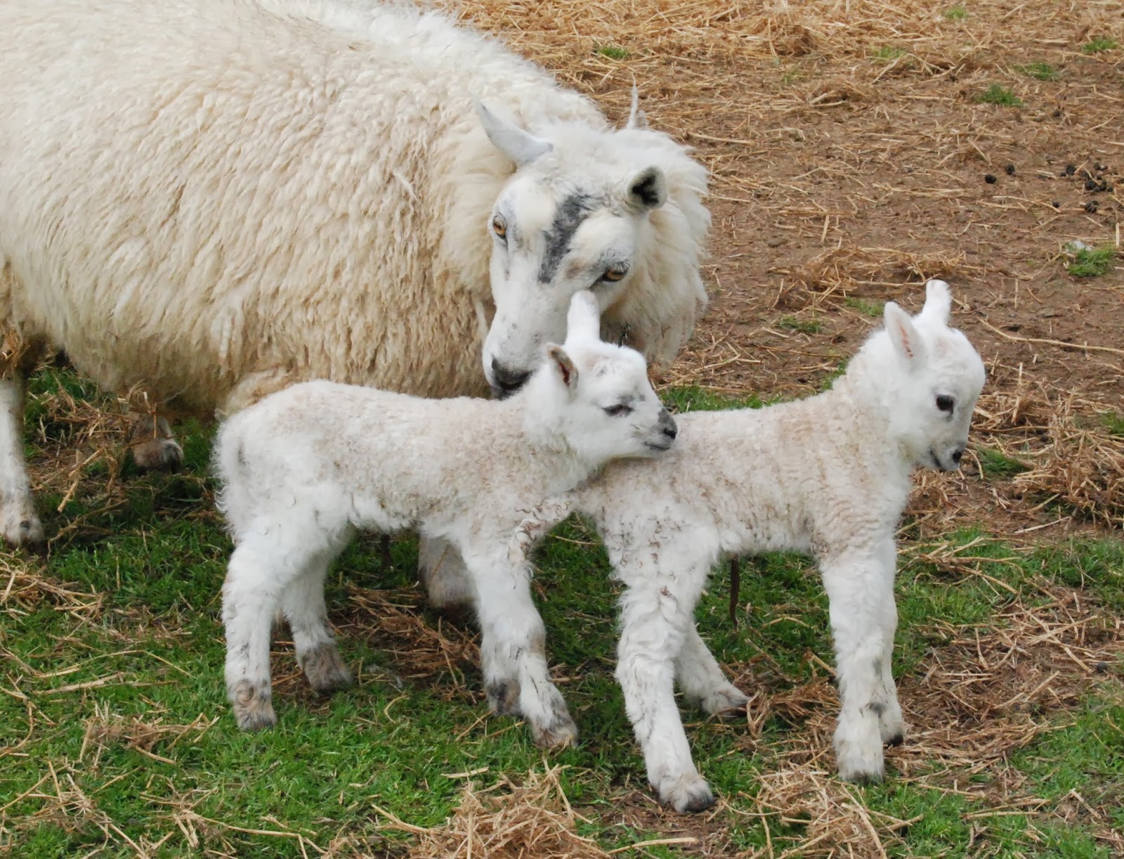 Miniature Cheviot Sheep