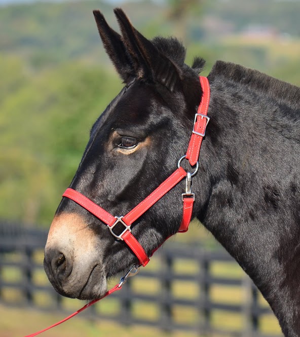 Behind the Bit: Beta Biothane halters: A big thumbs up!