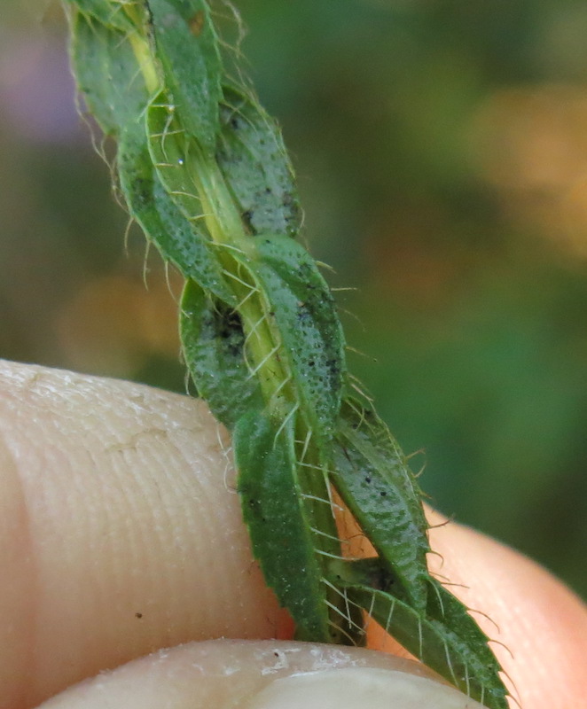 Birdernaturalist: Rio Azul Jungle Lodge – My First Visit