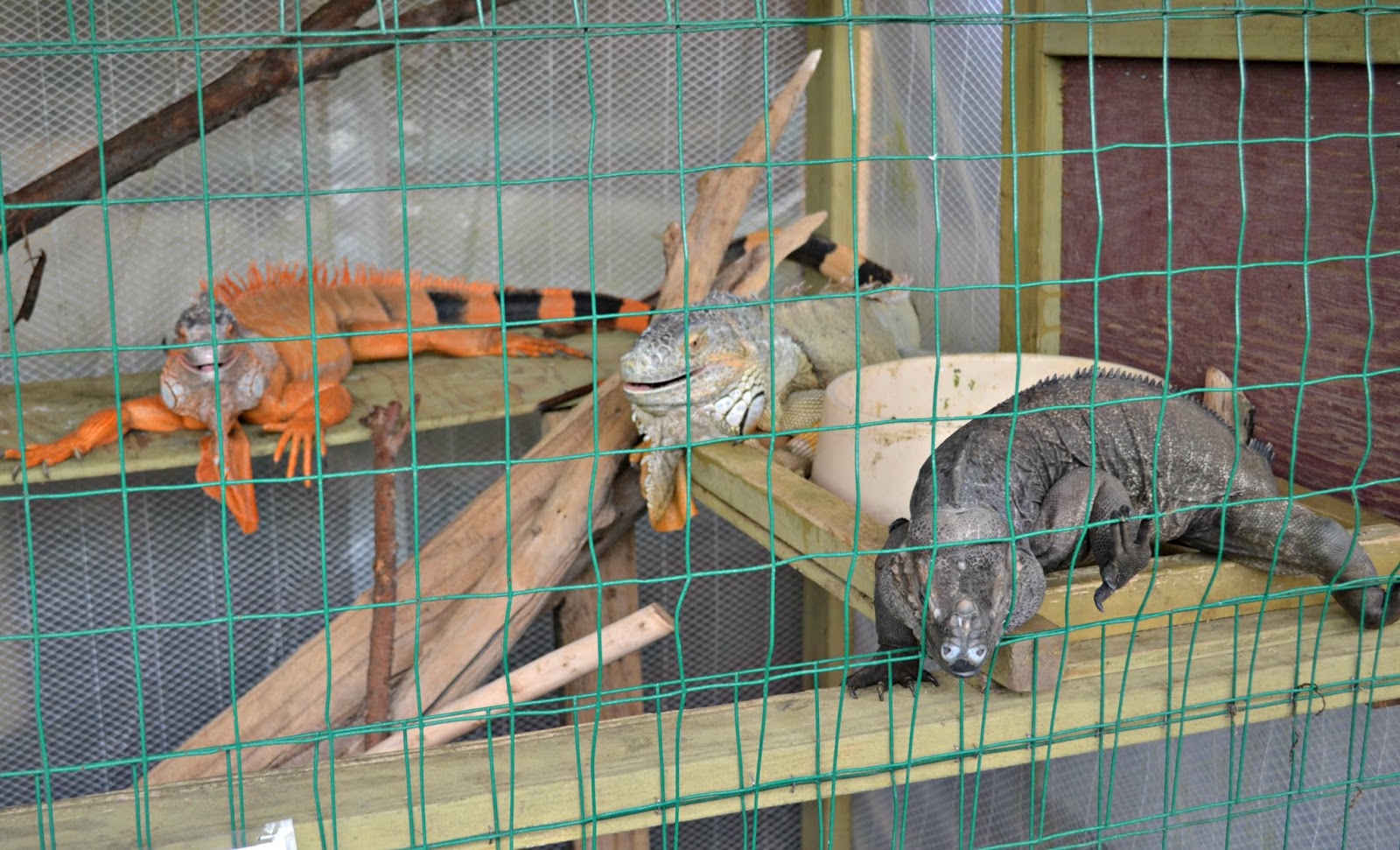 Visiting the Colorado Gator Farm - Building Our Story