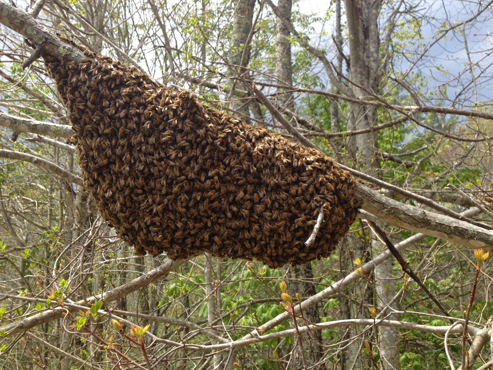 Snortin' GRITS: Swarming Bees